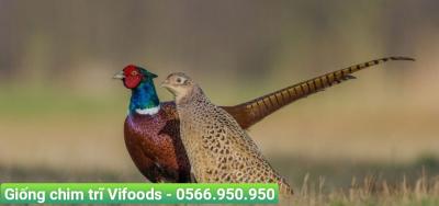 Chim trĩ là gì? Mua giống chim trĩ ở đâu