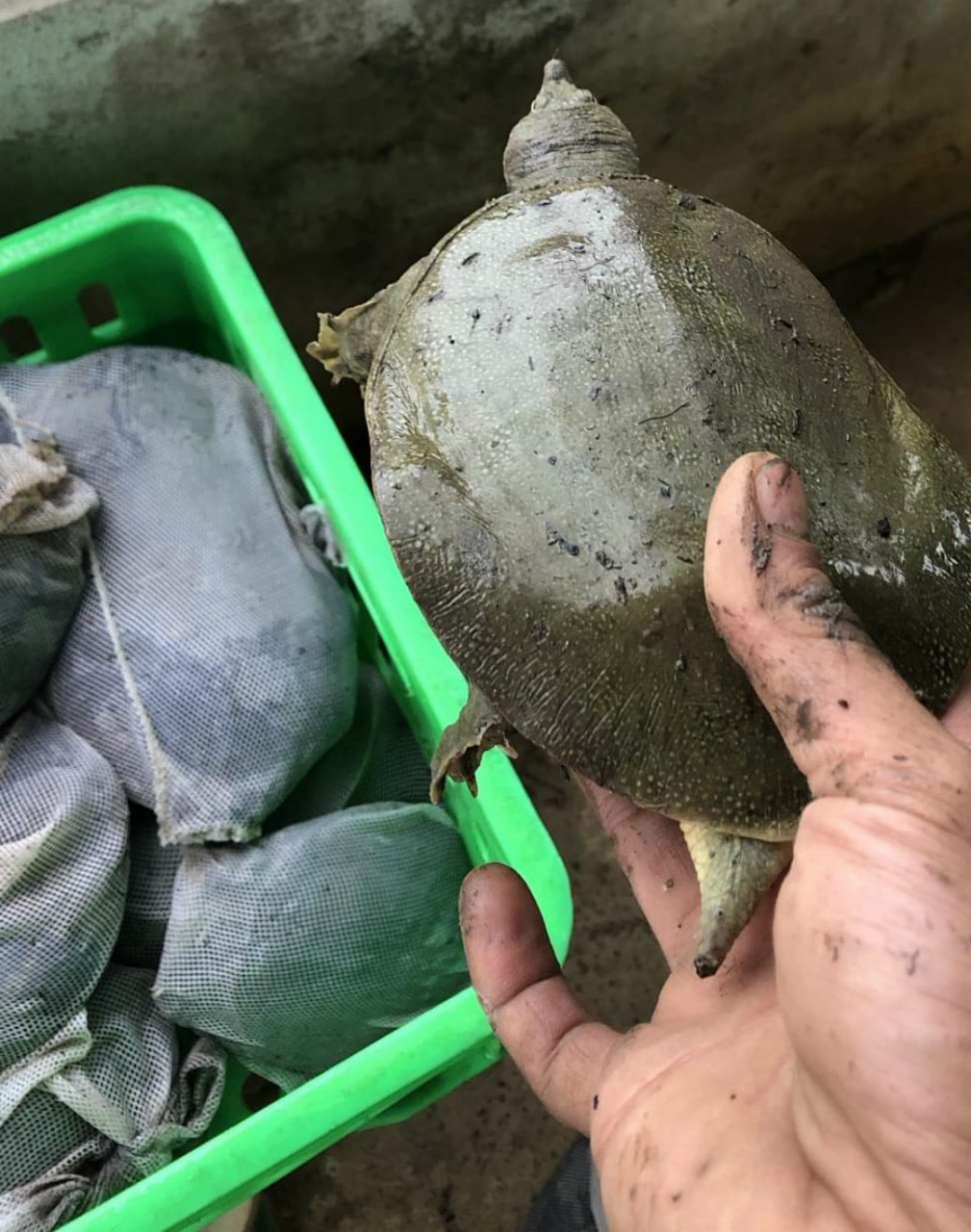 Giá ba ba trên thị trường hiện nay, giá baba giống bao nhiêu 1 con, giá ...